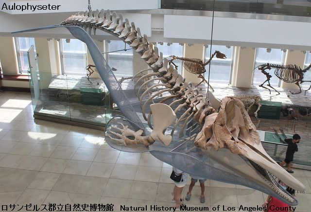 標本No.77032825の都幾川層群･神戸礫岩層産の左槌骨は、門ノ沢層産標本