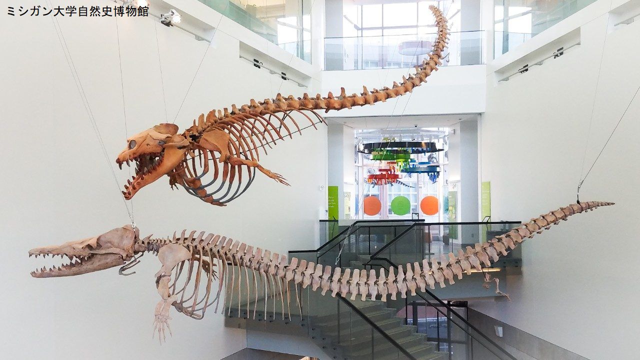 ミシガン大学自然史博物館に展示されている下手前のドルドン・アトロックス(Dorudon atrox)